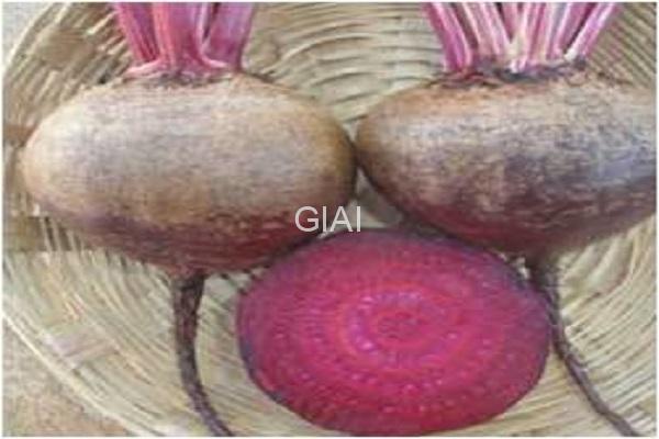 Root Vegetables - Green India Agro Inputs