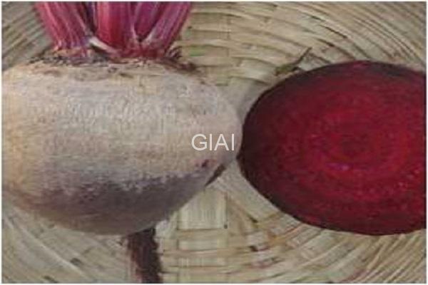 Root Vegetables - Green India Agro Inputs